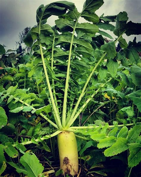 Forage Radish Food Plot Seed Elk Mound Seed
