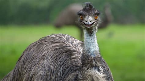 [200 ] Emu Wallpapers