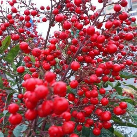 Red Cluster Berry Cotoneaster Coriaceus Plant Care And How To Grow Water