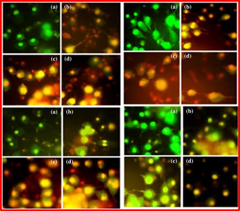 Ao‐eb Staining Of Ht‐29 Cells Treated With Various Concentrations Of