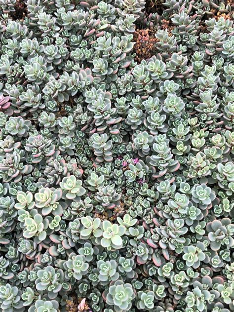 Sedum Cauticola Lidakense Vetkruid 9x9 Cm Pot Groendecor