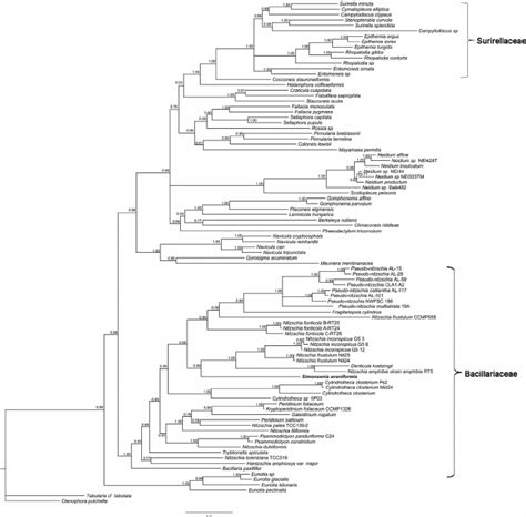 Bayesian Inference Phylogeny Inferred From An Alignment Of Rbc L Download Scientific Diagram