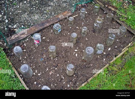 Germinating Parsnip Seeds High Resolution Stock Photography And Images Alamy