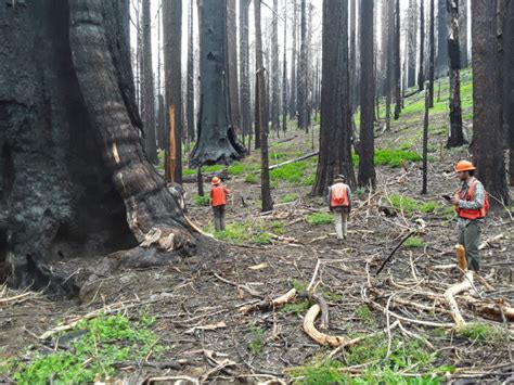 Can The Giant Sequoias Recover On Their Own Save The Redwoods League