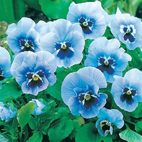 Blue Pansy Flower