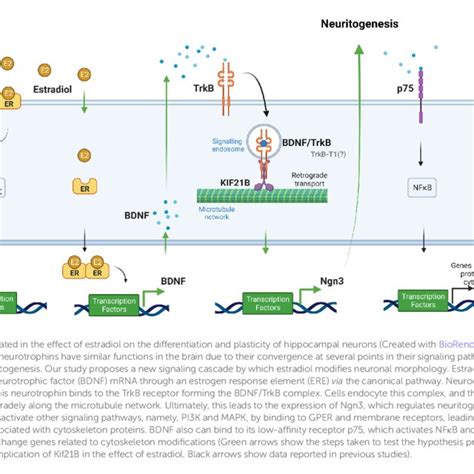 A B Immunodeficient Mice Download Scientific Diagram