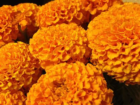 What Flower Day Of The Dead At William Noland Blog