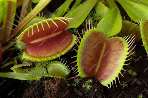 Premium Photo Venus Flytrap Dionaea Muscipula Subtropical Carnivorous