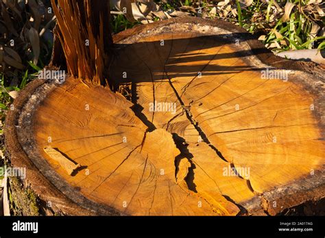 Eucalyptus Tree Felled And Sawn On The Trunk Red Heartwood Of A Eucalyptus Tree At The Show