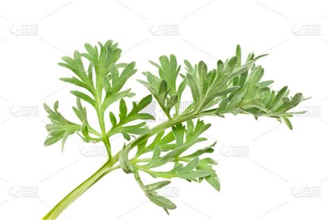 자동차 모양의 풍선 여자