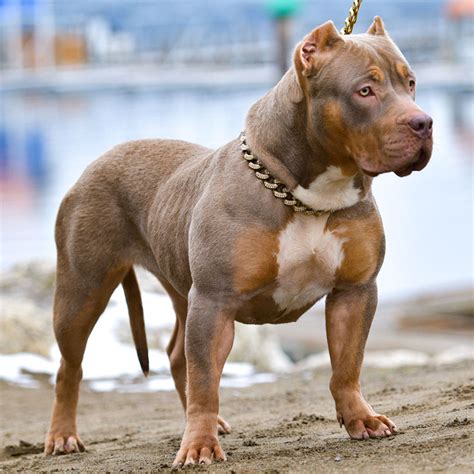 Exotic Bullies Kennelz Xl Xxl Pocket And Micro American Bully Puppies