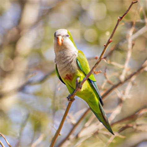 Monk Parakeet Price A Complete Guide To Understanding Costs