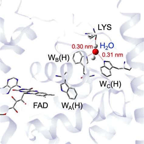 Time Resolved Epr Trepr Of The Spin Correlated Radical Pair Ac Delay