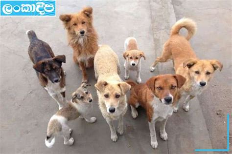 රස්තියාදු බල්ලන් ලක්ෂ හැට දෙකක් ලංකාවේ Lankadeepa Online