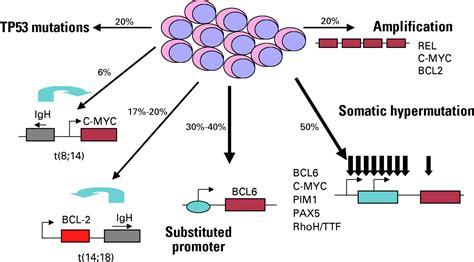 molecular pathogenesis of diffuse large b cell lymphoma journal of clinical oncology