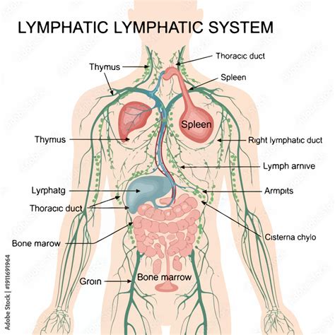 Anatomical Diagram Of The Human Lymphatic System Illustrating Lymph