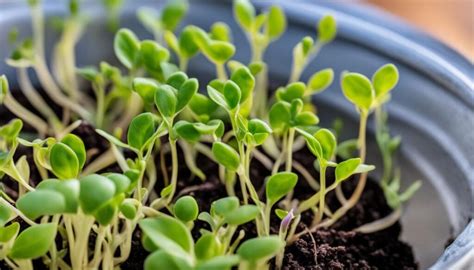 Grow Fava Bean Microgreens For Fresh Flavor