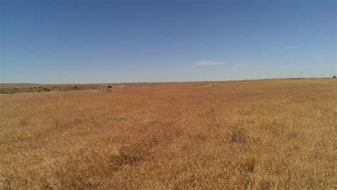 Cheatgrass An Area Invaded With Cheatgrass Bromus Tectoru Flickr