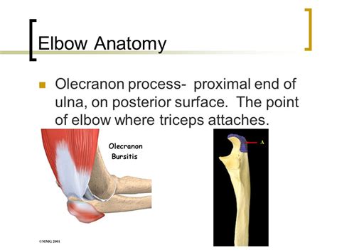 Olecranon Process Surface Anatomy