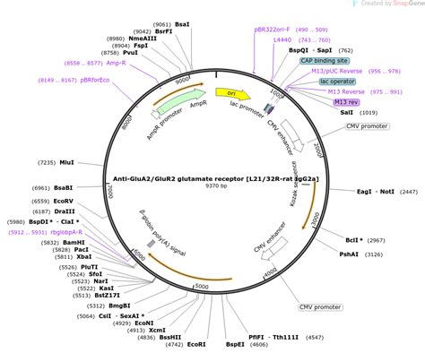 Addgene Anti Glua2 Glur2 Glutamate Receptor [l21 32r Rat Igg2a]
