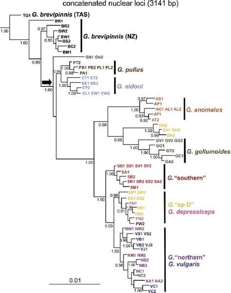 Combined Nuclear Dna Phylogeny Based On Partitioned Bayesian Analysis Download Scientific