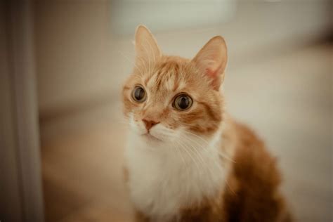 Matching Cat Pfp Sec Arrays