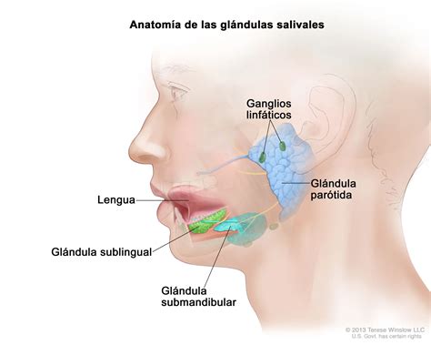 Glándulas Salivales Función Anatomía Y Patologías Doctor Online