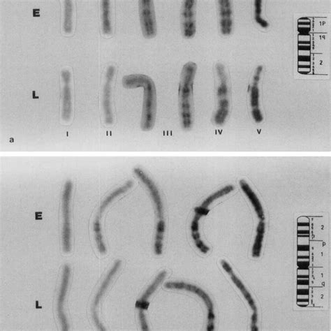 A And B Five Stages Of Replication In Skin Fibroblasts Of A Download Scientific Diagram