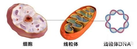 英国首批三亲婴儿诞生，伦理争议从未停止 知乎