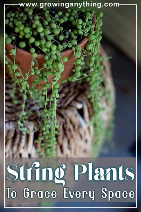 18 String Plants To Grace Every Space