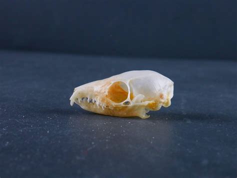 Common Tree Shrew Skull Antlers Horns And Skulls