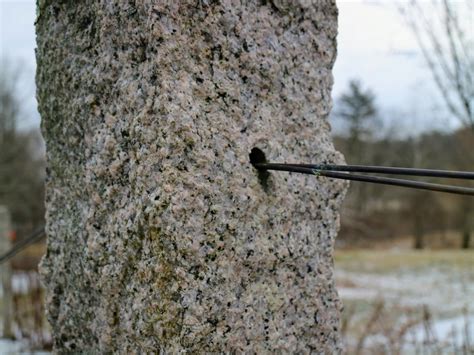 Pruning My Black Raspberry Bushes The Martha Stewart Blog