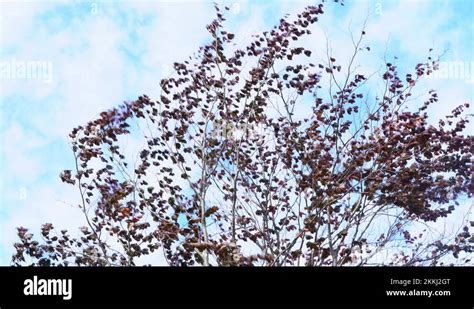 Wind Gusts Ravaging Branches And Autumn Leaves On Tall Tree Slowly