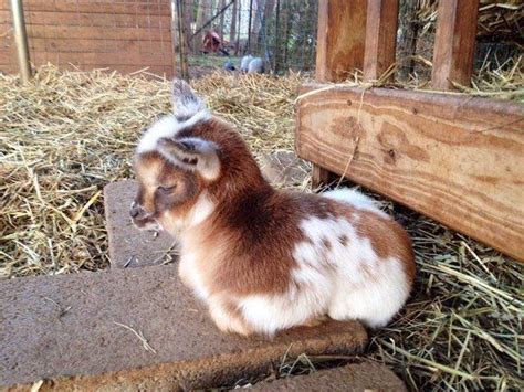 Спящий козленок | Cute baby animals, Cute animals, Cute goats