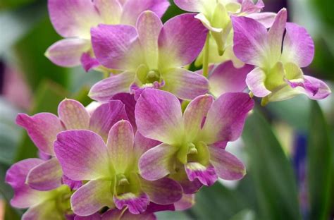 Dendrobium Orchids Winter Dormancy Of Species And Hybrids Secret