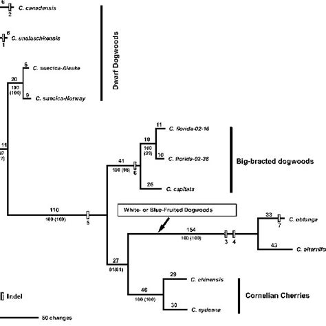 The Single Most Parsimonious Unrooted Tree Inferred From Exon Sequences