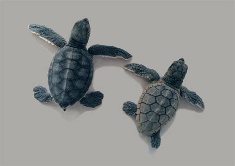 Difference Between Green Sea Turtle Hatchling And Loggerhead Sea Turtle