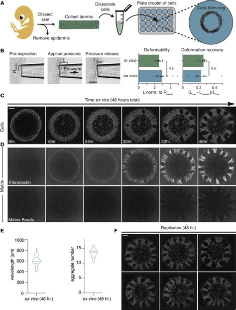 Reciprocal Cell Ecm Dynamics Generate Supracellular Fluidity Underlying Spontaneous Follicle