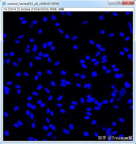 imagej实用技巧——单个细胞平均荧光强度自动检测 定量分析篇 知乎