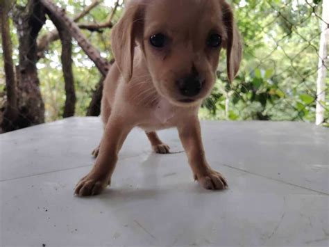 Perrita Cocker San Salvador