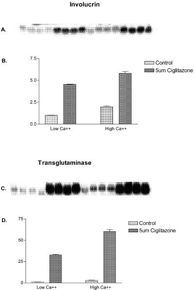 Effect Of Ppar Gamma Activators On Involucrin And Transglutaminase 1