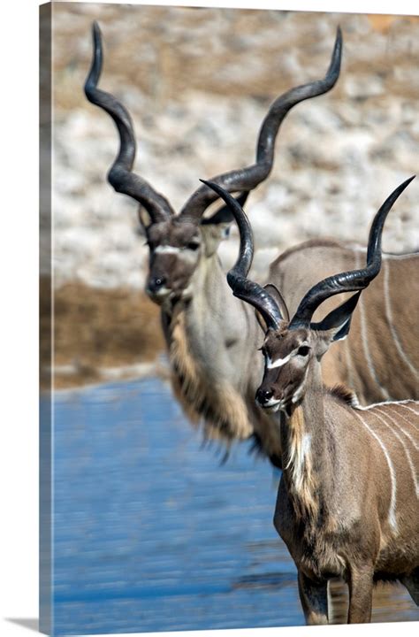 Greater Kudu Tragelaphus Strepsiceros Etosha National Park Namibia