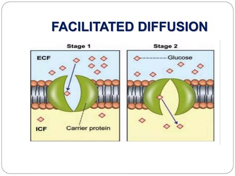 03 Passive Diffusion Adnan Ahmad Khan Pptx