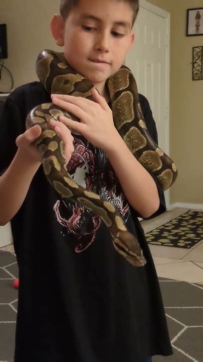 Ball Pythons 🤩🤩🤩 Shortsfeed Viral Shorts Youtube