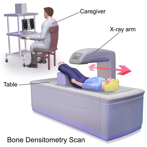 What Happens During A Bone Density Test Zest And Aplomb