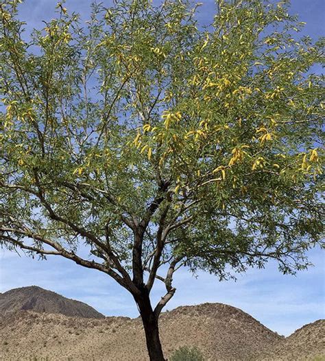 8 Arizona Trees With Yellow Flowers Hello Lidy