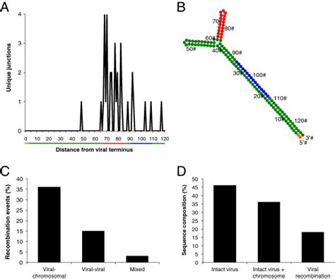 ITR Recombination Frequency And Structure A Number Of Unique Viral Download Scientific