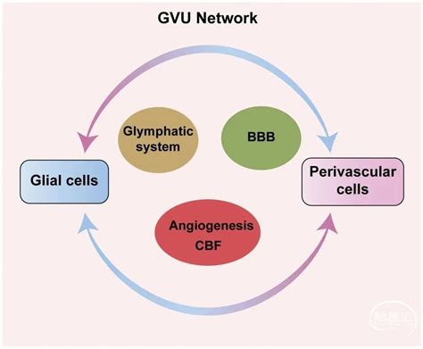 Nb︱华中科技大学王伟教授︱神经胶质—血管单元在中枢神经系统中的功能 脑医汇