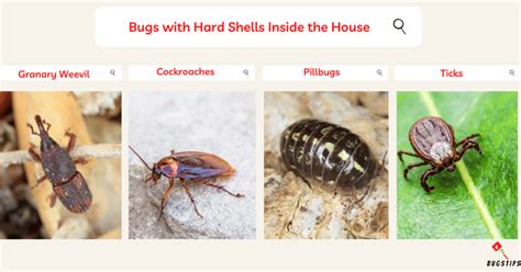 22 Bugs With Hard Shells Top Tips To Eliminate Bugstips
