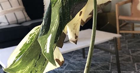 Albo Node Album On Imgur